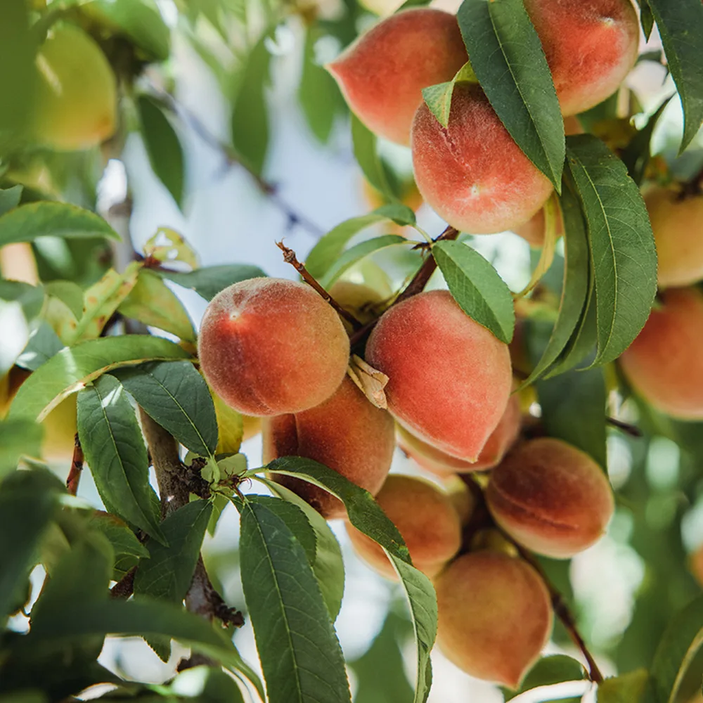 Early Elberta Peach Tree For Sale Online | The Tree Center