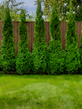 Fire Chief Arborvitae Trees For Sale Online | The Tree Center