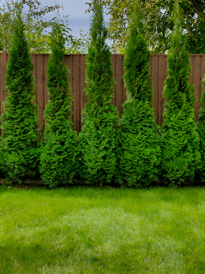 Privacy Trees For Sale Online | The Tree Center