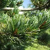Baldwin Japanese White Pine Trees For Sale Online | The Tree Center
