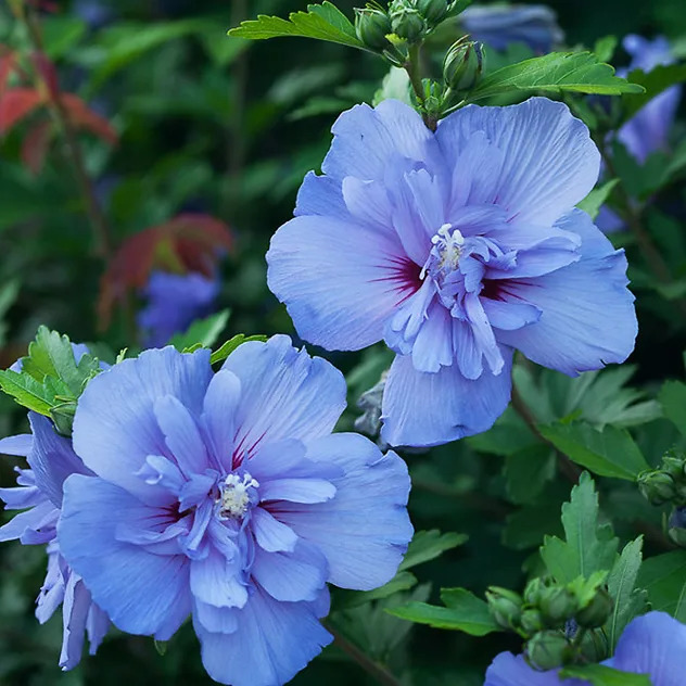 Blue Chiffon® Hibiscus For Sale Online | The Tree Center