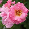 Blushing Drift® Rose Bushes For Sale Online | The Tree Center