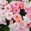 Blushing Drift® Rose Bushes For Sale Online | The Tree Center