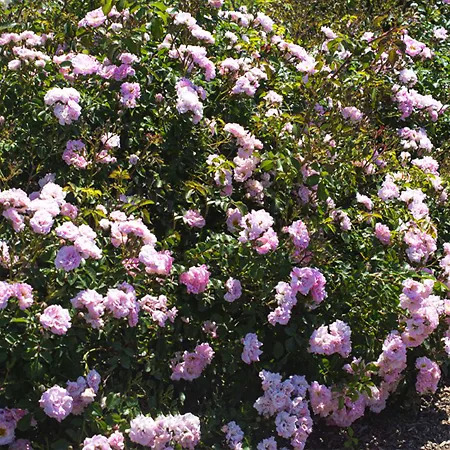 Blushing Drift® Rose Bushes For Sale Online | The Tree Center
