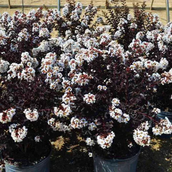 Crystalline™ Black Diamond® Crape Myrtle For Sale Online | The Tree Center