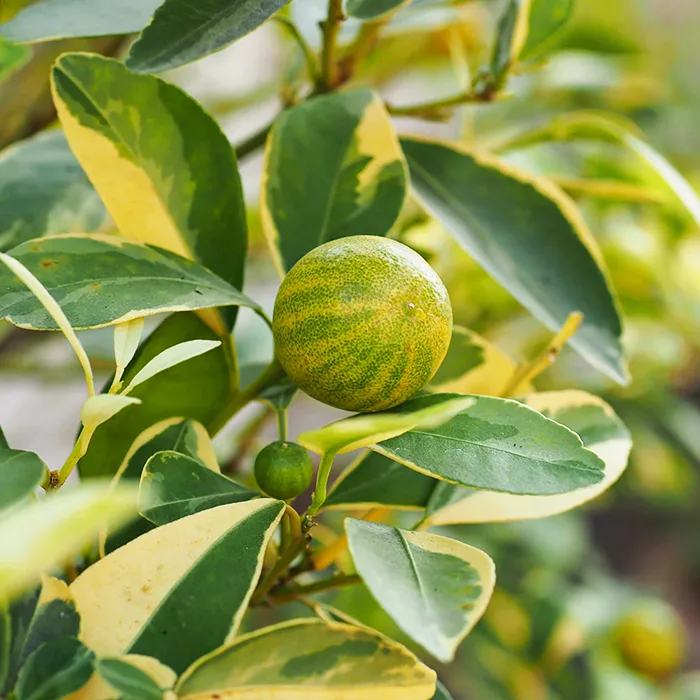 Eureka Variegated Pink Lemon Trees For Sale Online | The Tree Center
