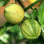 Eureka Variegated Pink Lemon Trees For Sale Online | The Tree Center