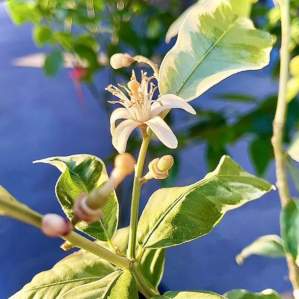 Eureka Variegated Pink Lemon Trees For Sale Online | The Tree Center