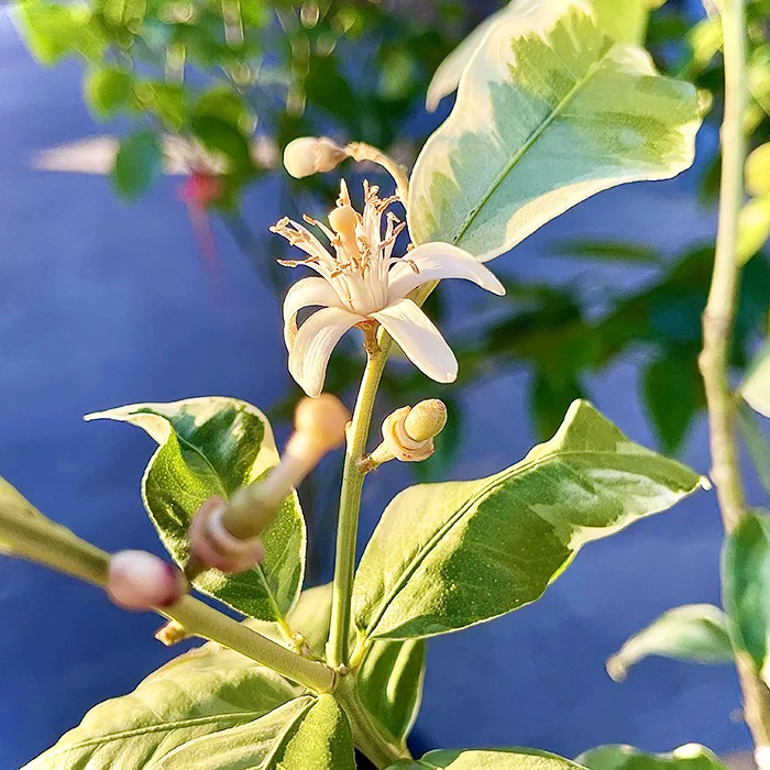 Eureka Variegated Pink Lemon Trees For Sale Online | The Tree Center