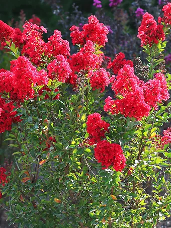 Crape Myrtle Trees For Sale Online | Crepe Myrtles | The Tree Center