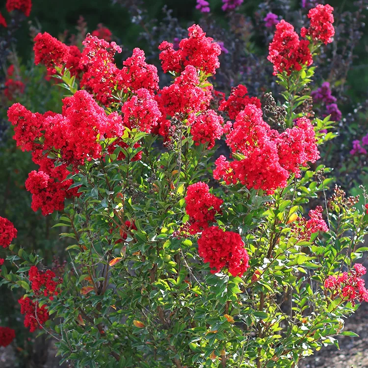 Garnet Queen™ Emerald Empire® Crape Myrtle For Sale Online | The Tree ...