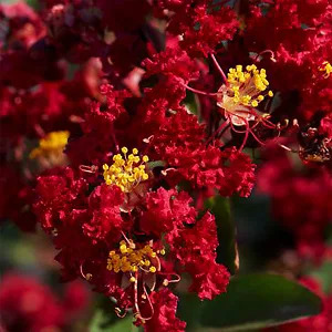 Garnet Queen™ Emerald Empire® Crape Myrtle For Sale Online | The Tree ...