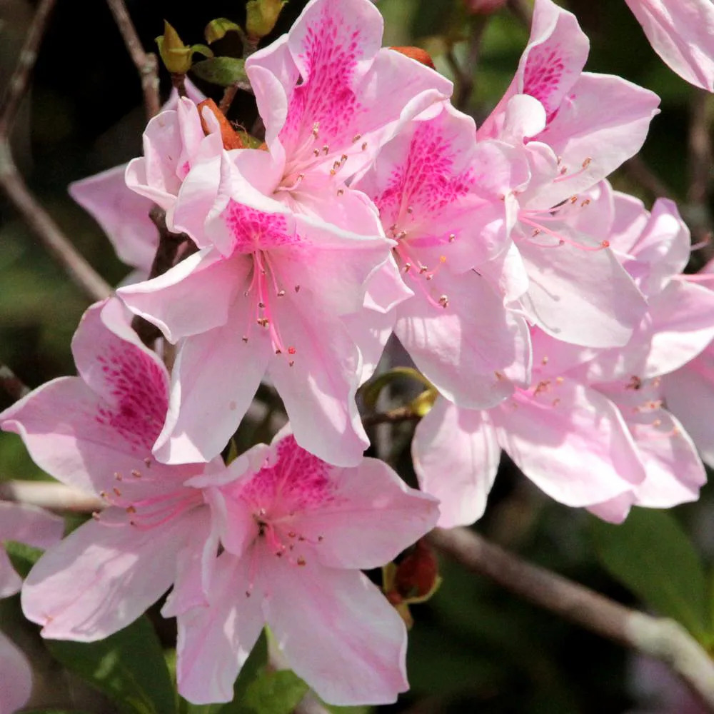 George Taber Azalea For Sale Online | The Tree Center