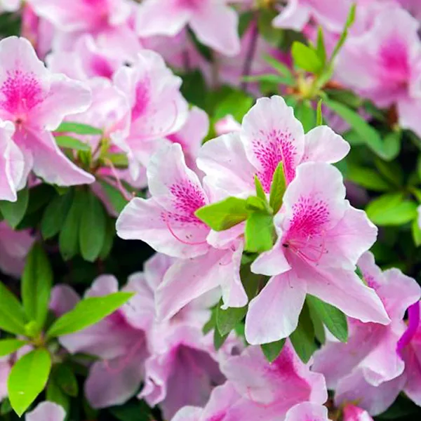 George Taber Azalea For Sale Online | The Tree Center