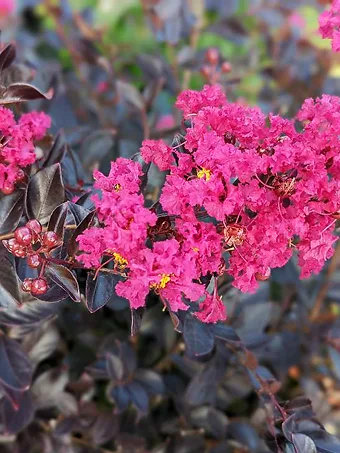 Crape Myrtle Trees For Sale Online | Crepe Myrtles | The Tree Center