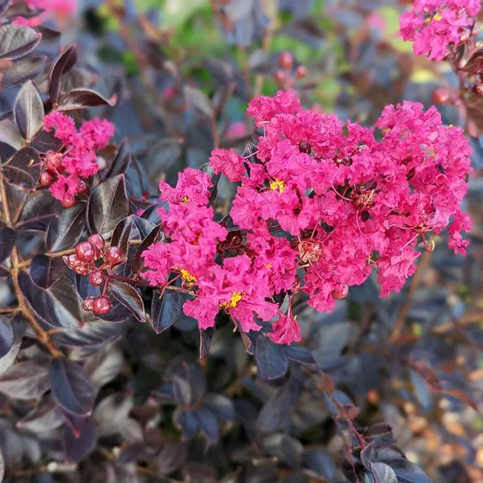 Pavé Pink™ Black Diamond® Crape Myrtle For Sale Online | The Tree Center