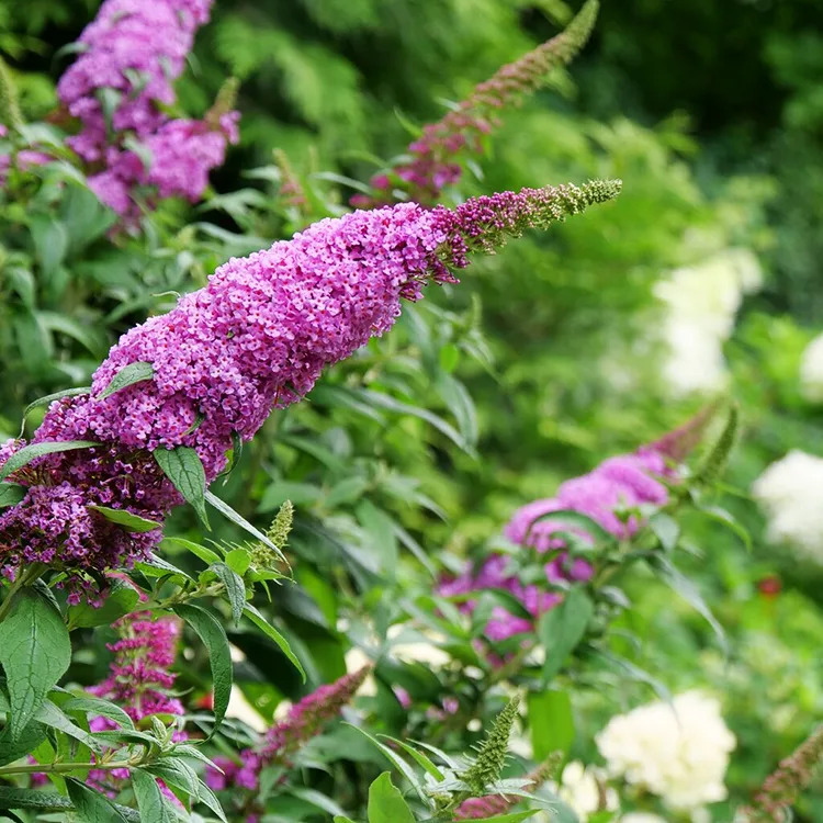 Pugster Pinker Butterfly Bushes For Sale | The Tree Center