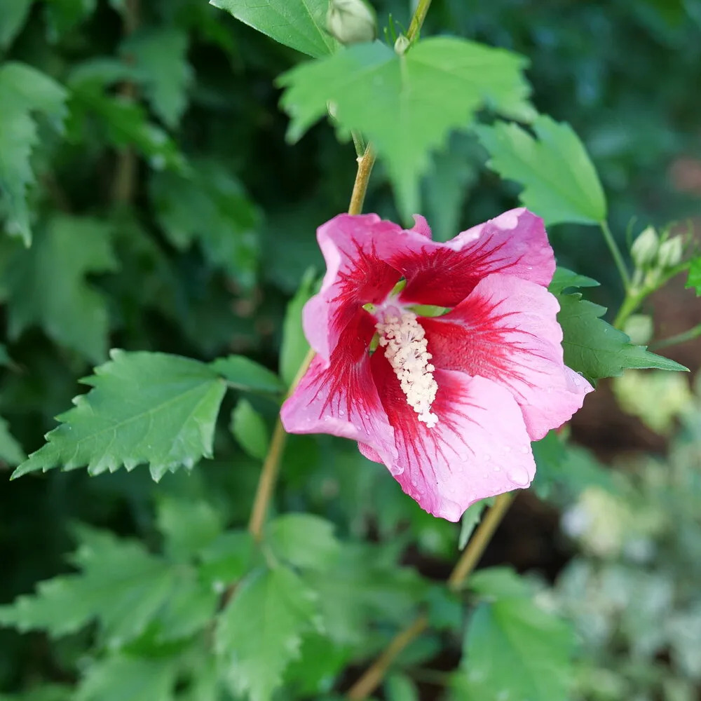 Red Pillar® Hardy Hibiscus For Sale Online | The Tree Center