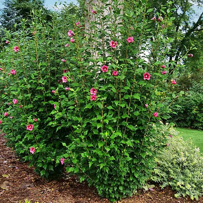 Red Pillar® Hardy Hibiscus For Sale Online | The Tree Center