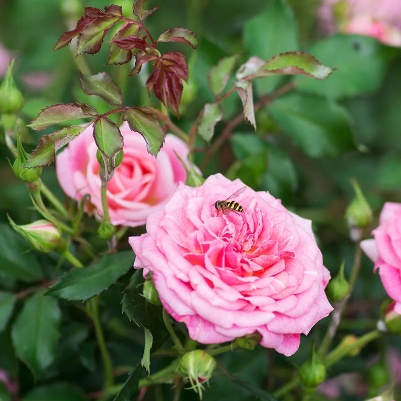 Sweet Drift® Rose Bushes For Sale Online | The Tree Center