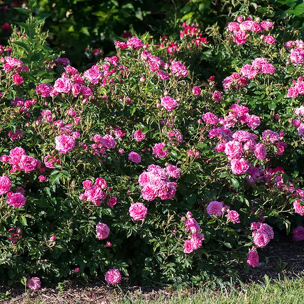 Sweet Drift® Rose Bushes For Sale Online | The Tree Center