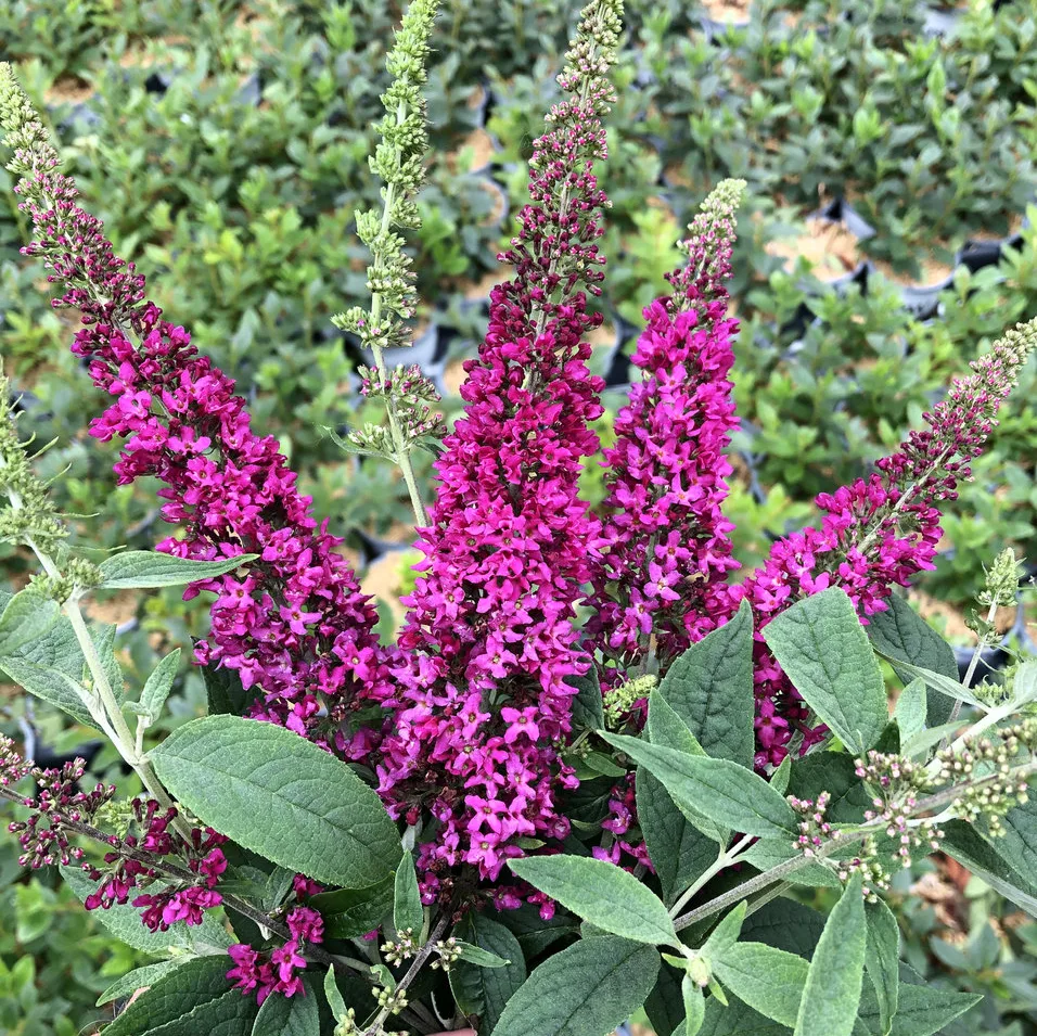 Lo & Behold® Ruby Chip Butterfly Bush | The Tree Center