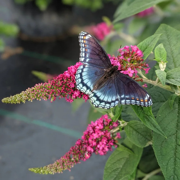Lo & Behold® Ruby Chip Butterfly Bush | The Tree Center
