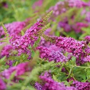 Lo & Behold® Ruby Chip Butterfly Bush | The Tree Center