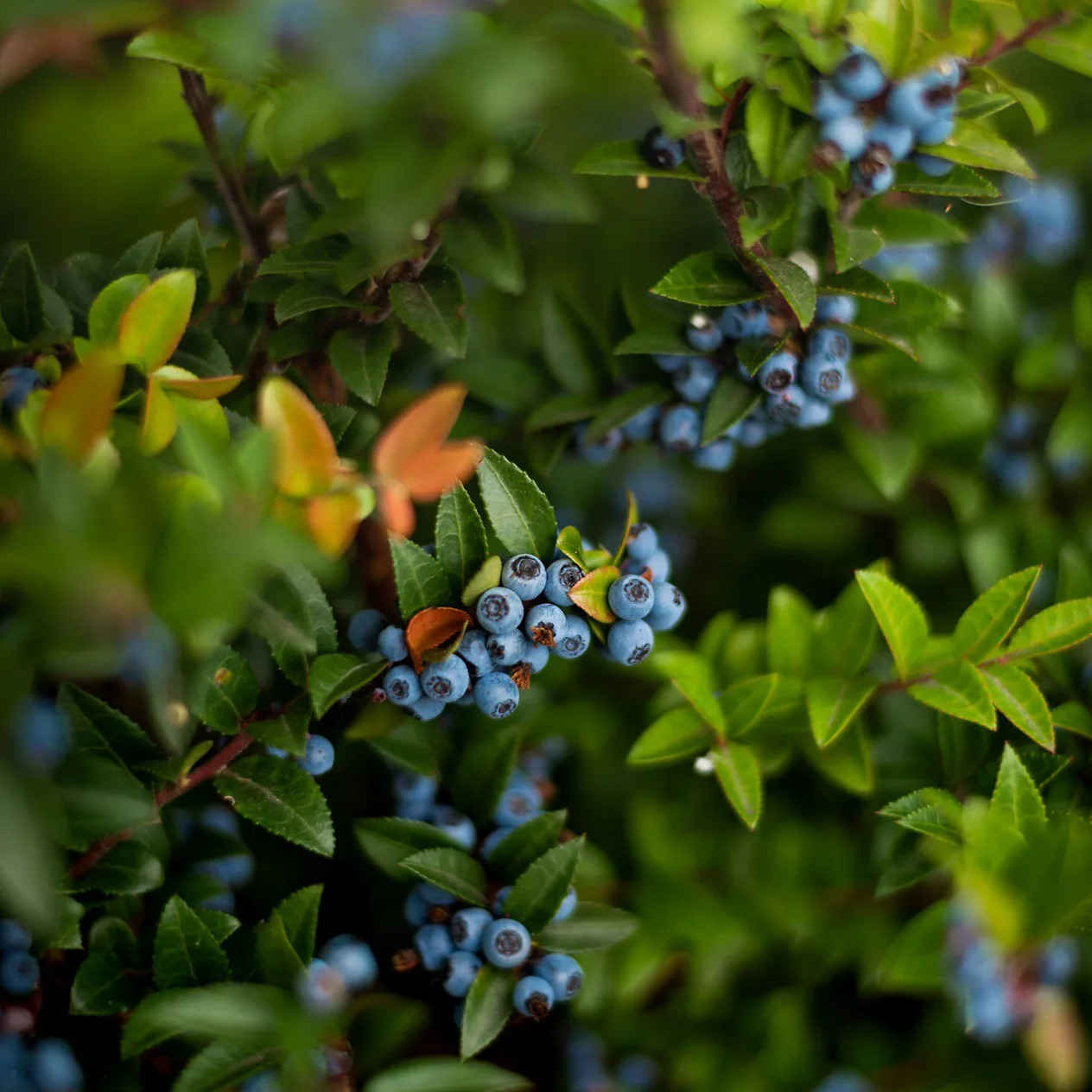 Chandler Blueberry For Sale | The Tree Center