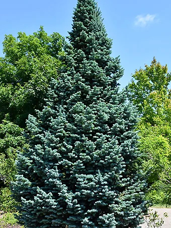 Fir Trees For Sale Online | The Tree Center