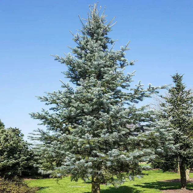 Blue Cloak White Fir | The Tree Center