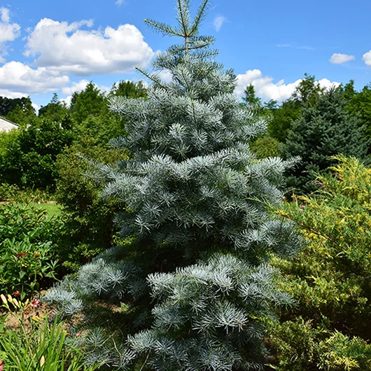 Blue Cloak White Fir | The Tree Center