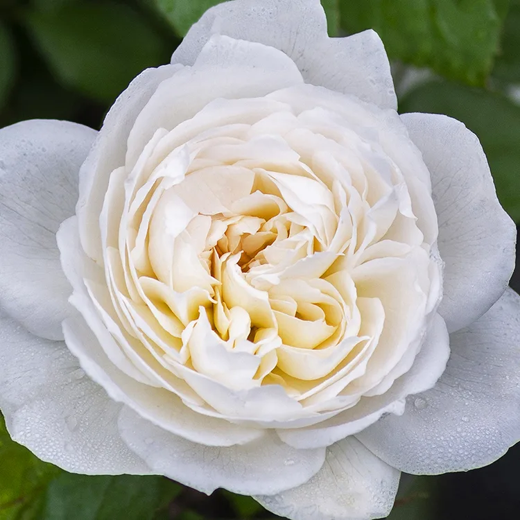 Bolero™ Rose - Tree Form For Sale Online | The Tree Center