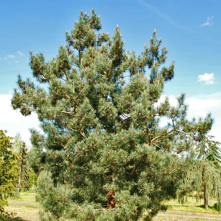 Bonna Scots Pine For Sale Online | The Tree Center