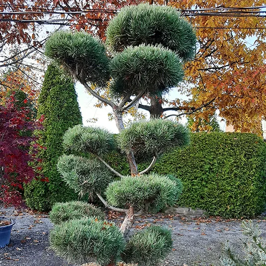 Bonna Scots Pine For Sale Online | The Tree Center