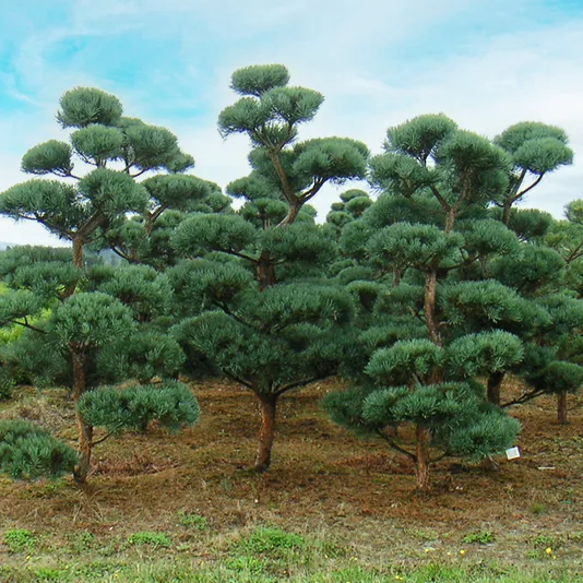 Bonna Scots Pine For Sale Online | The Tree Center