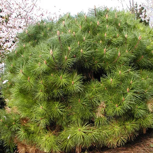 Brepo Dwarf Austrian Pine For Sale Online | The Tree Center