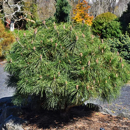 Brepo Dwarf Austrian Pine For Sale Online | The Tree Center