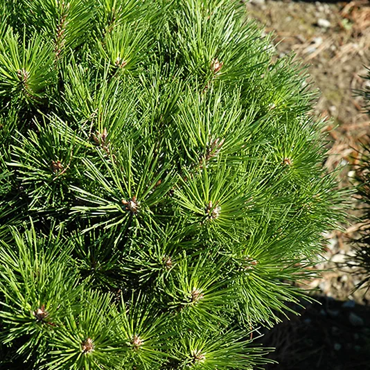 Brepo Dwarf Austrian Pine For Sale Online | The Tree Center