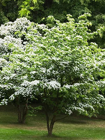 Dogwood Trees For Sale Online | The Tree Center