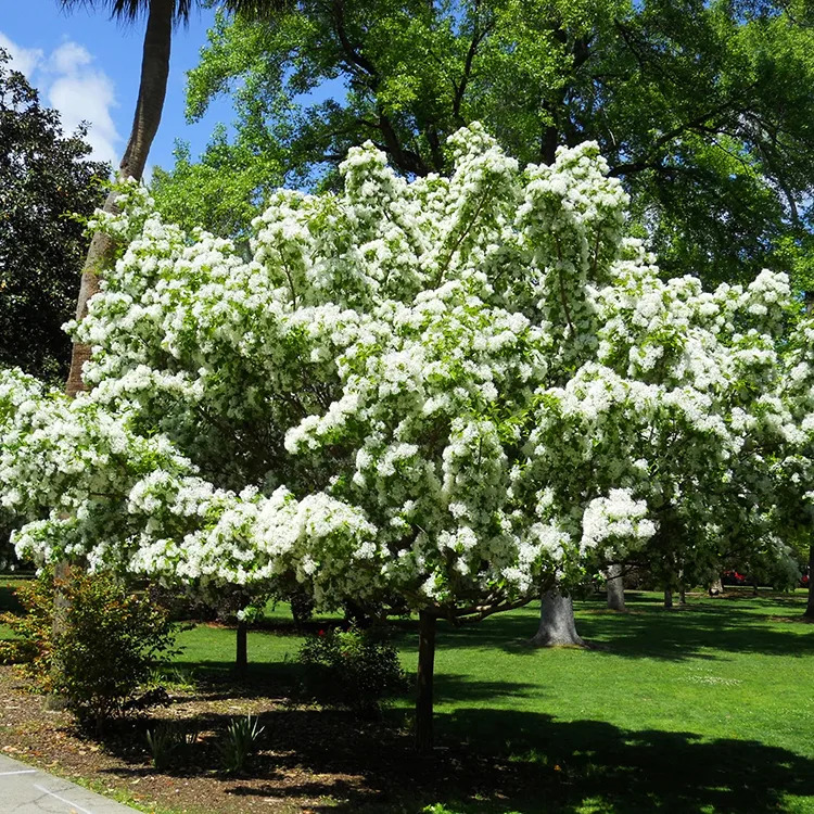 Chinese Fringe Tree For Sale Online | The Tree Center