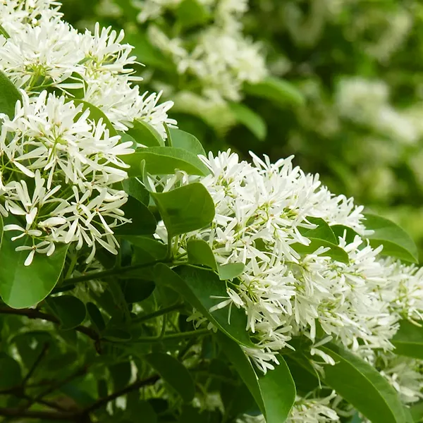 Chinese Fringe Tree For Sale Online | The Tree Center