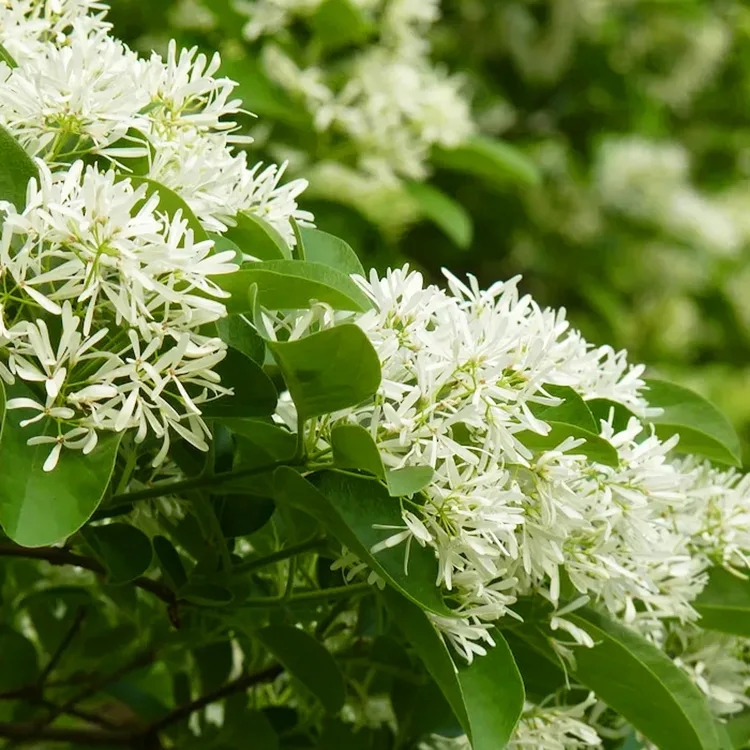 Chinese Fringe Tree For Sale Online | The Tree Center