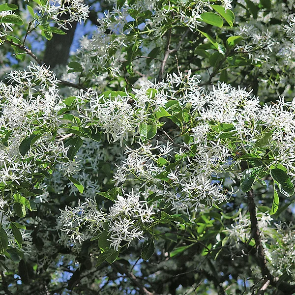 Chinese Fringe Tree For Sale Online | The Tree Center