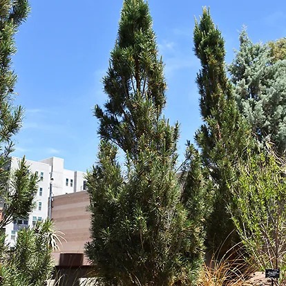 Columnar Scots Pine For Sale Online | The Tree Center