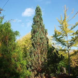 Columnar Scots Pine For Sale Online | The Tree Center