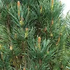 Columnar Scots Pine For Sale Online | The Tree Center