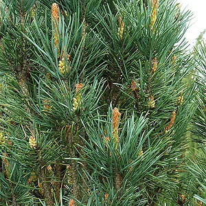 Columnar Scots Pine For Sale Online | The Tree Center
