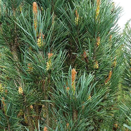 Columnar Scots Pine For Sale Online | The Tree Center