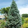 Columnar Blue Spruce For Sale Online | The Tree Center